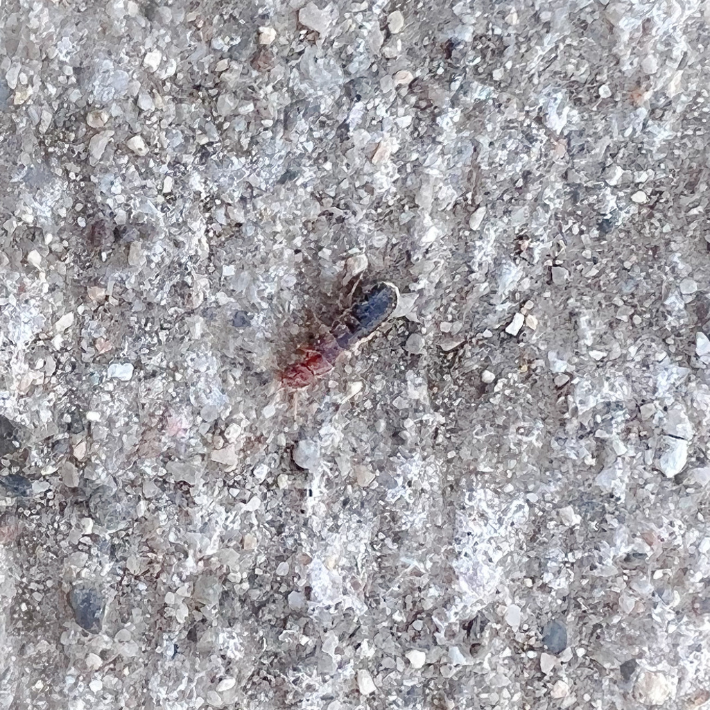 Western Drywood Termite from Draco Dr, Lompoc, CA, US on September 3 ...