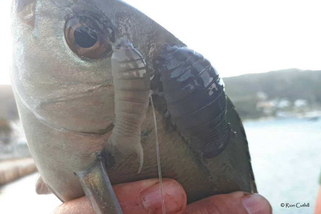 fish louse from City of Cape Town, Western Cape, South Africa on ...