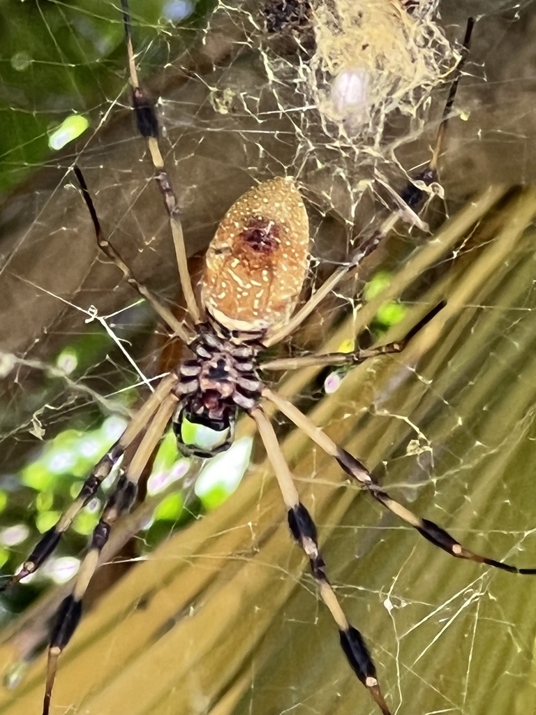 Golden Silk Spider from Main Island, Bermuda, BM on August 27, 2022 at ...
