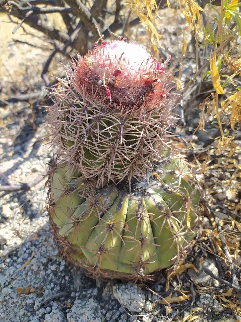 Melocactus peruvianus from Pisco Province, Peru on August 28, 2022 at ...