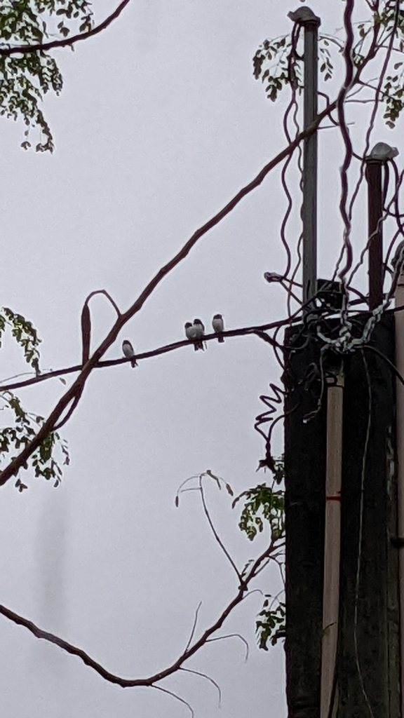 White-breasted Woodswallow from 1911 Campupot Drive Beverly Hills ...