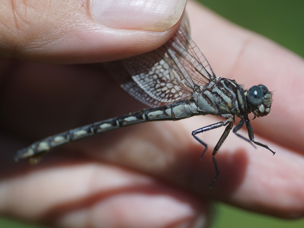 Elusive Clubtail from Florence, ON N0P 1R0, Canada on September 01 ...