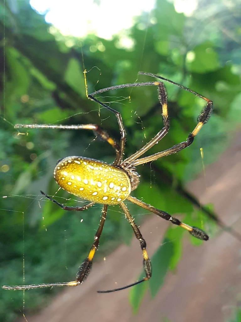 Golden Silk Spider from Daniel Teller on September 3, 2022 at 04:00 PM ...