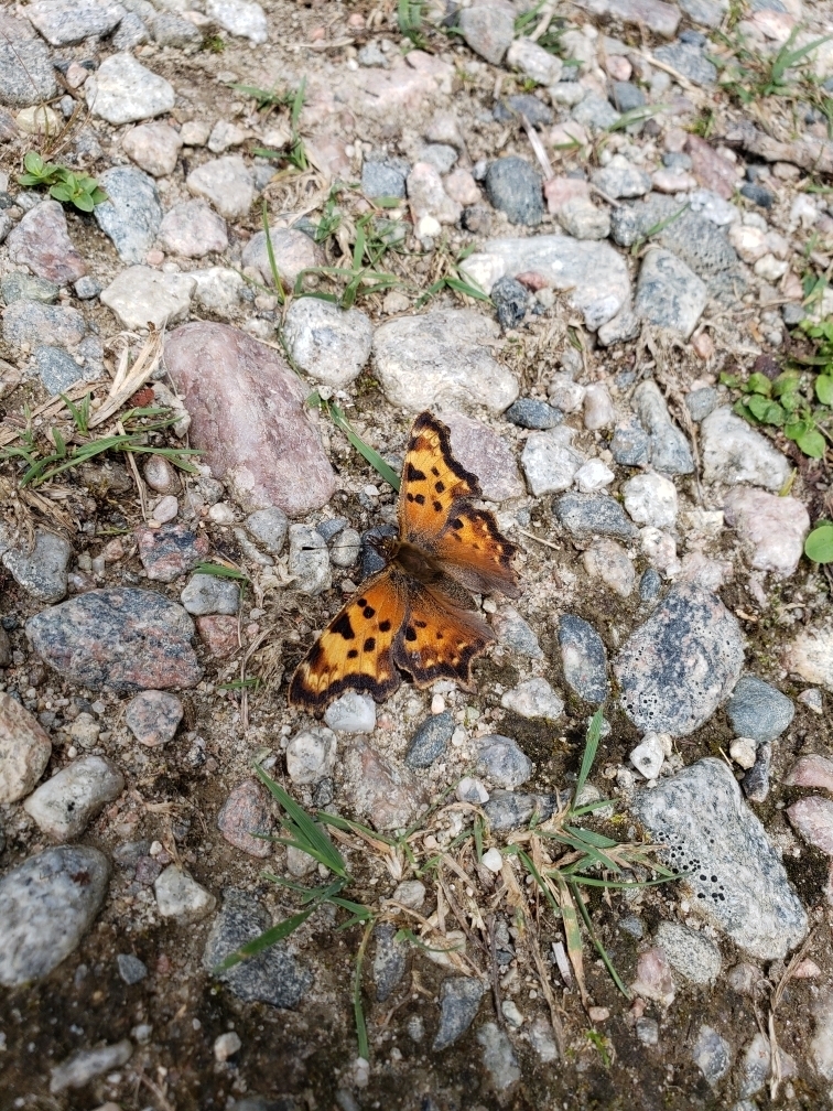Green Comma from Chapleau, ON P0M 1K0, Canada on August 26, 2022 at 02: ...