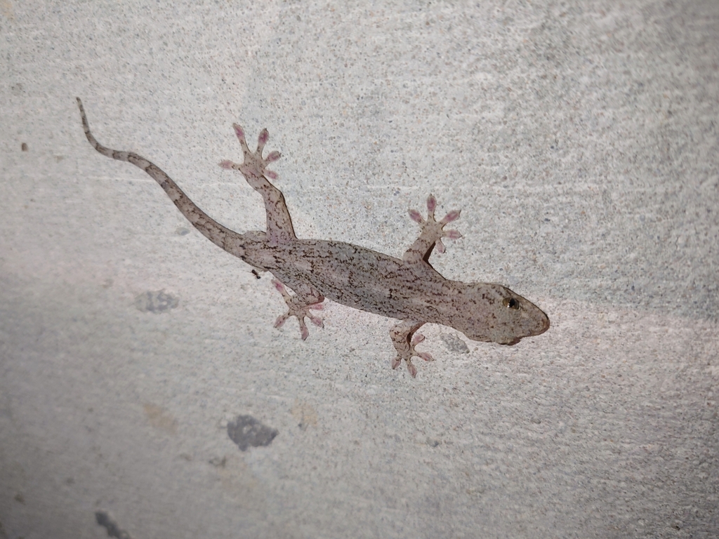 Japanese Giant Gecko in September 2022 by kasasagi · iNaturalist