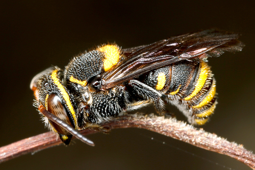 Costa Rican Pitted-Resin bee (Anthodioctes costaricensis) · iNaturalist