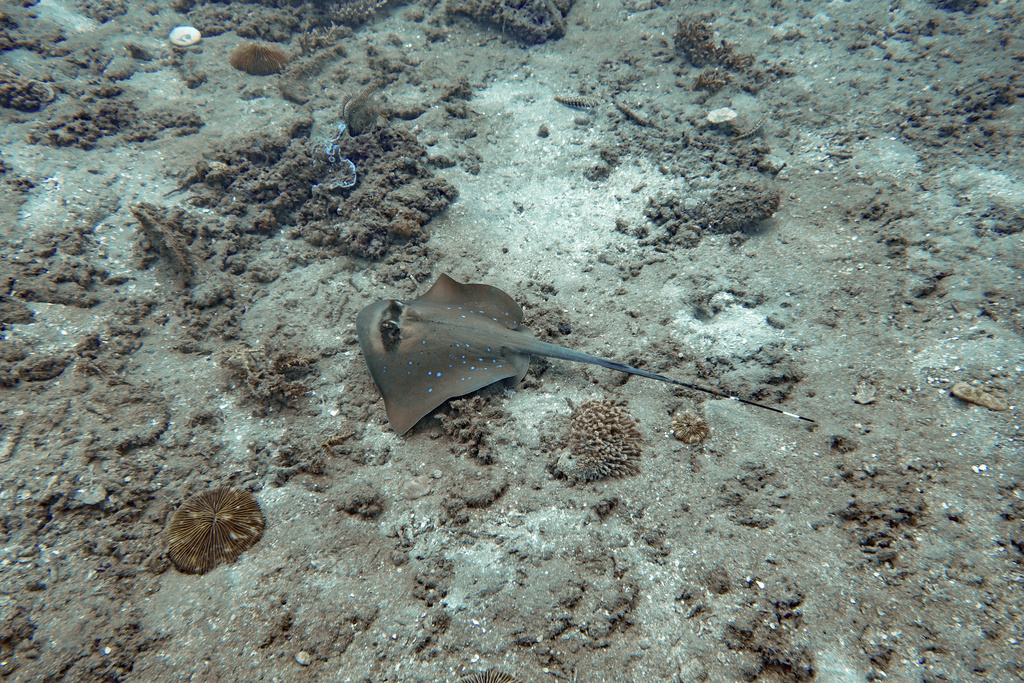 Bluespotted Maskray from Selat Badung, Bali, ID on August 22, 2022 at ...