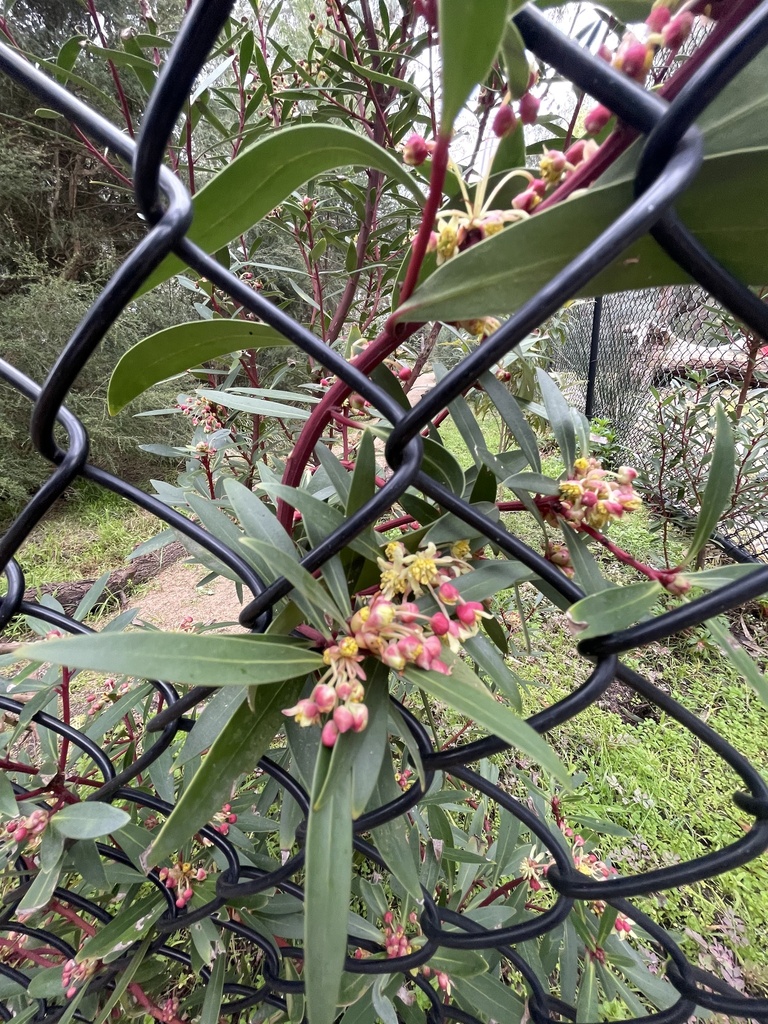 Mountain Pepper from Alex Wilkie Nature Reserve, Springvale South, VIC ...