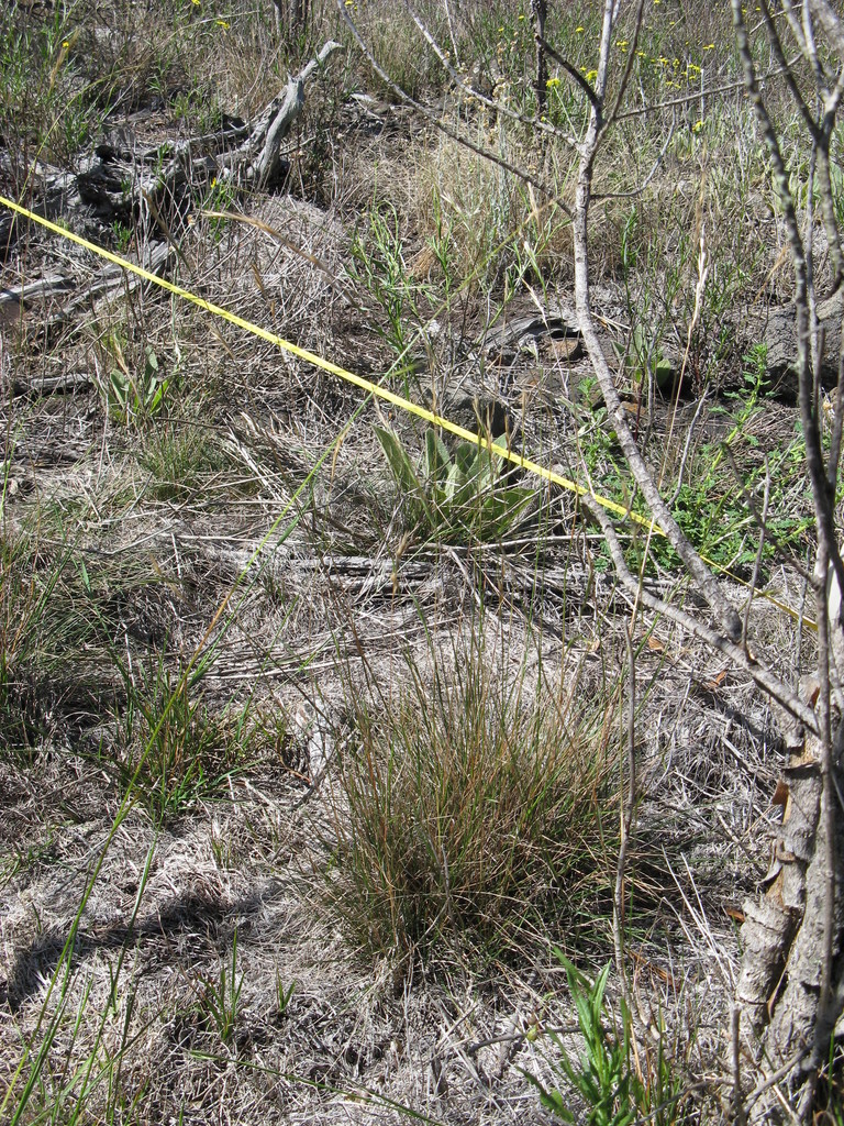 Danthonia pilosa (Pohakuloa Training Area) · iNaturalist