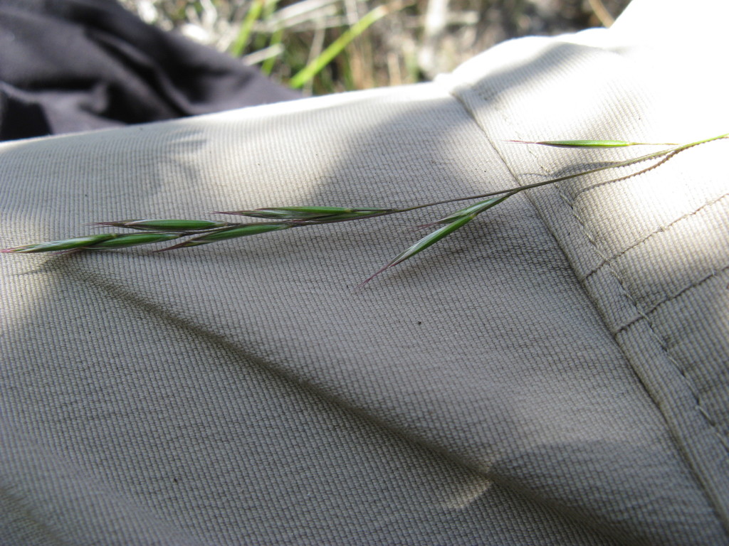 Danthonia pilosa (Pohakuloa Training Area) · iNaturalist