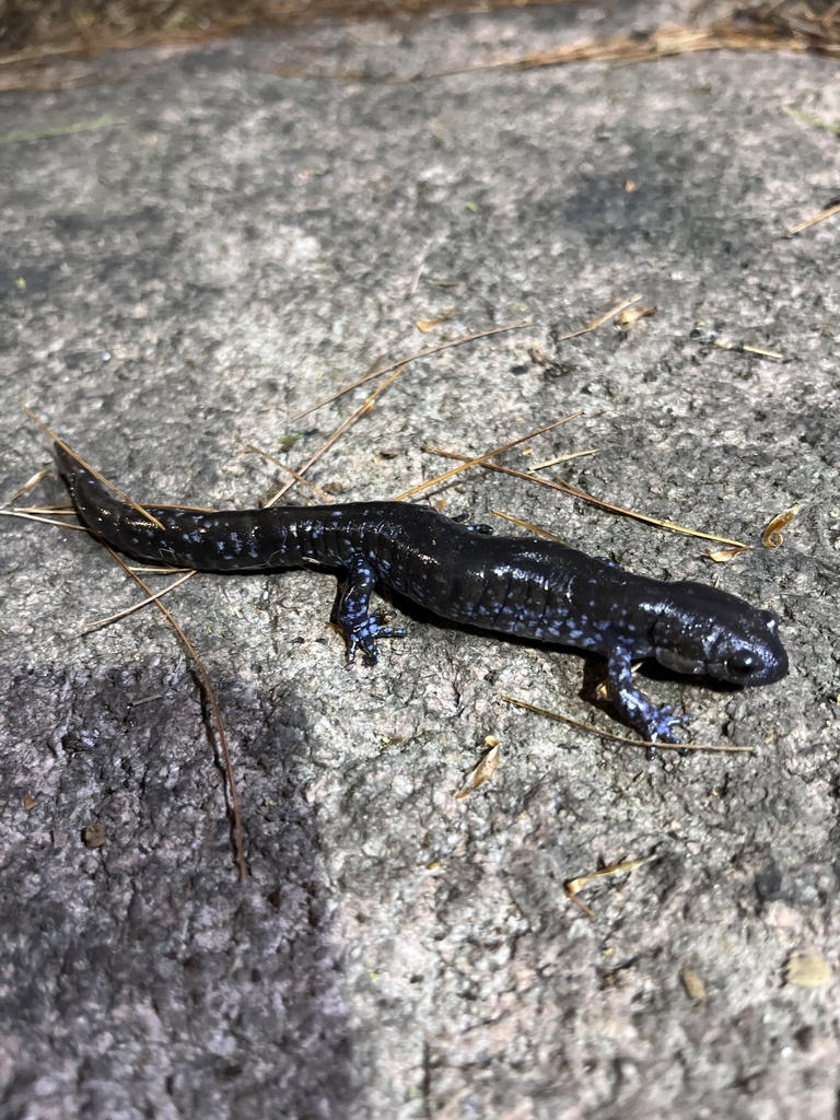 Blue-spotted Salamander in September 2022 by Hailey Sonntag · iNaturalist