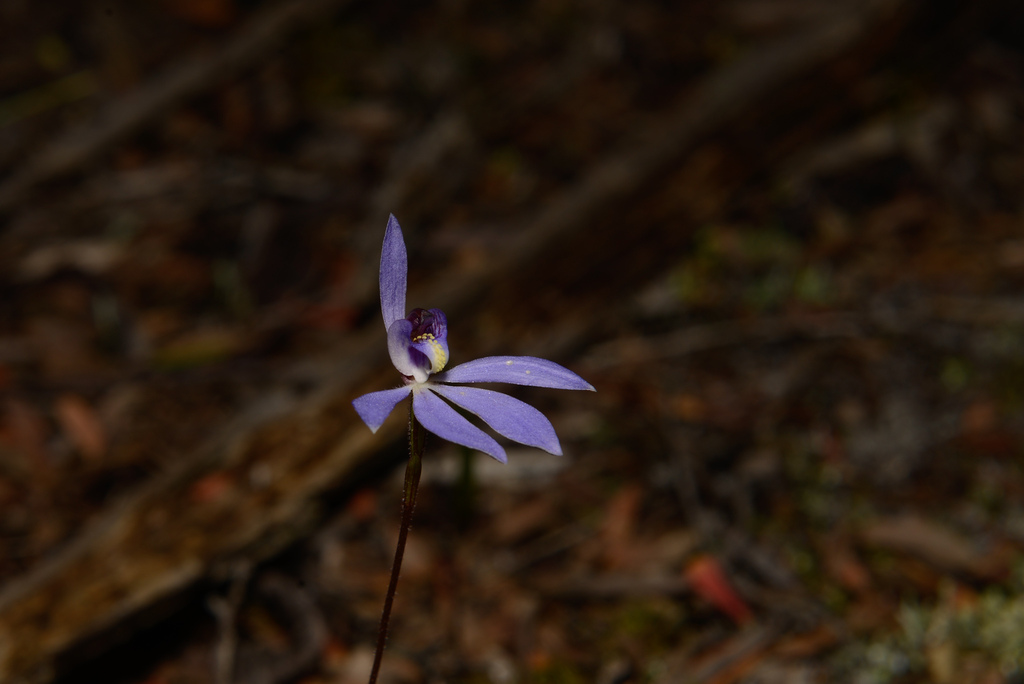 blue finger-orchid from Newcastle NSW, Australia on September 3, 2022 ...