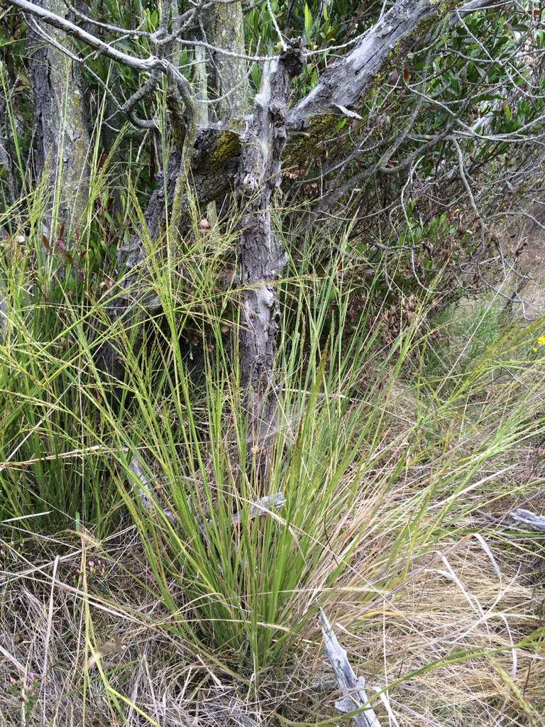 mountain pili (Pohakuloa Training Area) · iNaturalist