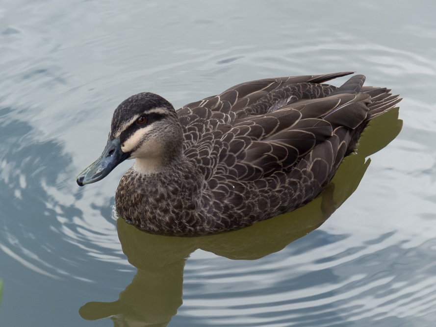 Mallards, Pintails, and Allies from Pokolbin NSW 2320, Australia on ...