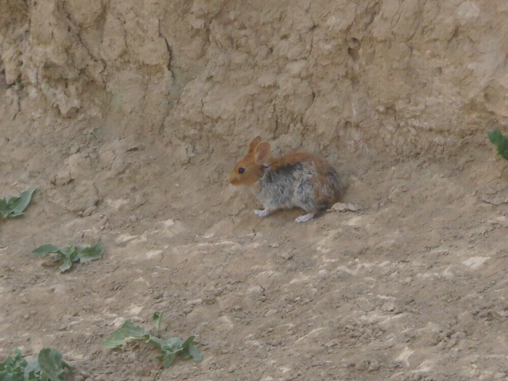Chinese Red Pika from Gonghe County, Hainan Tibetan Autonomous ...