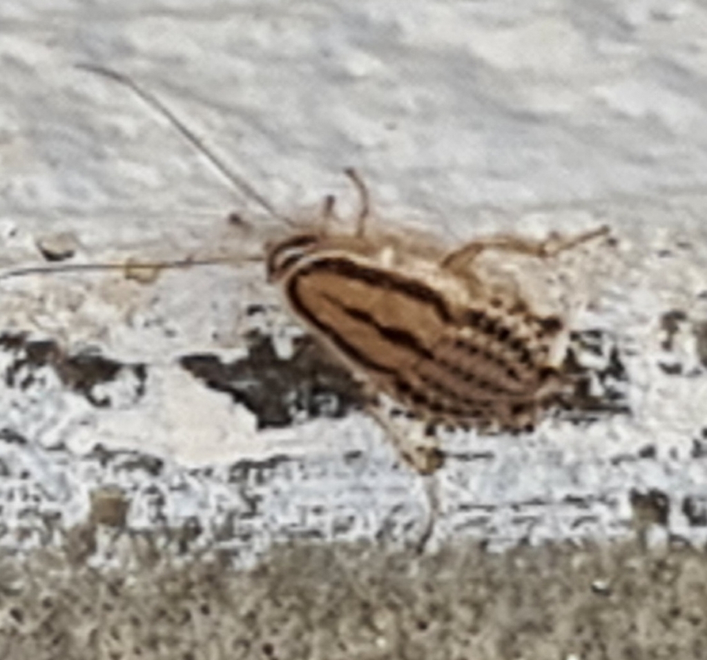 Three-lined Cockroach from Agios Ioannis Porto, Steni, 84200, Ormos ...