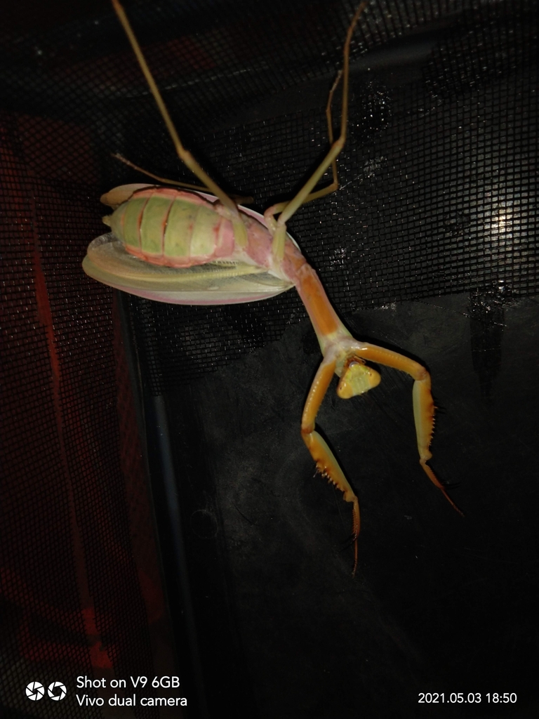 Golden-armed Mantis from Gading Serpong on September 4, 2022 at 01:09 ...