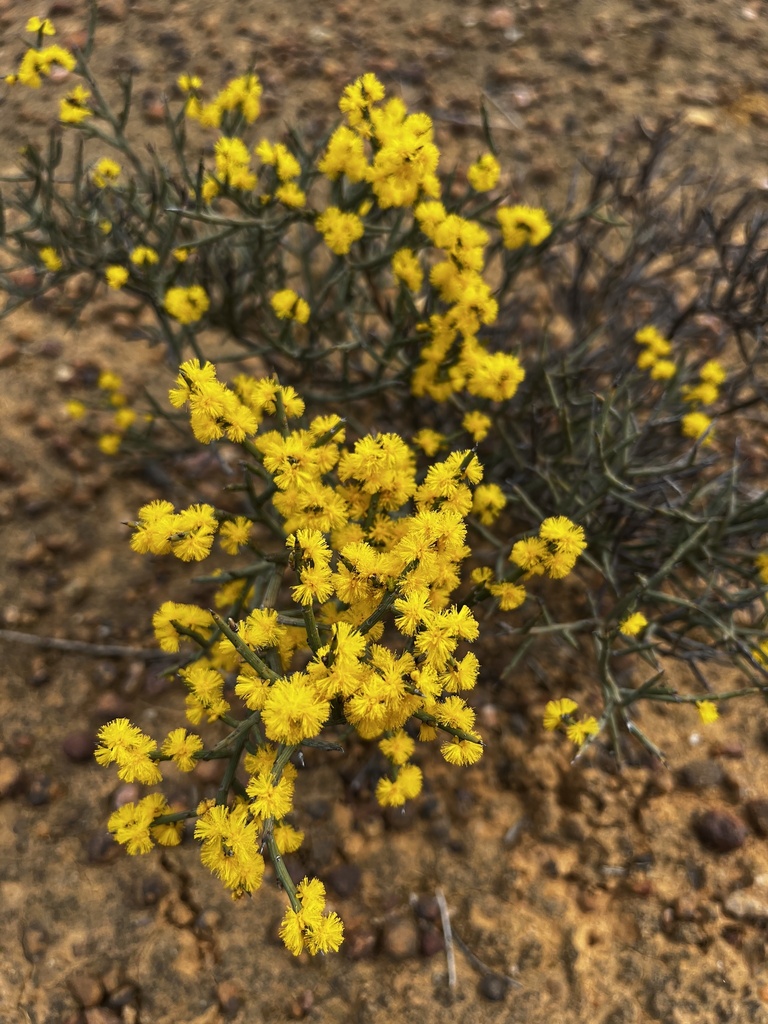 spiny wattle from Flinders Highway, Mount Hope, SA, AU on September 04 ...