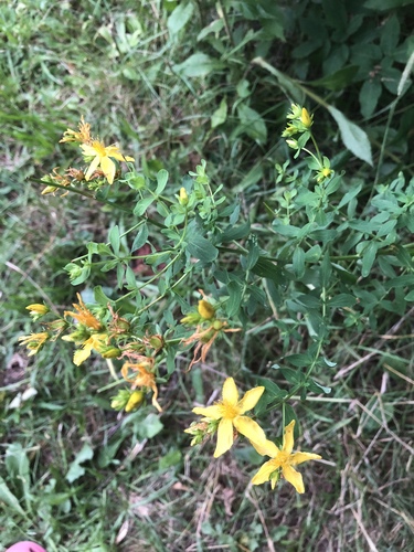 Observations by creoline · iNaturalist