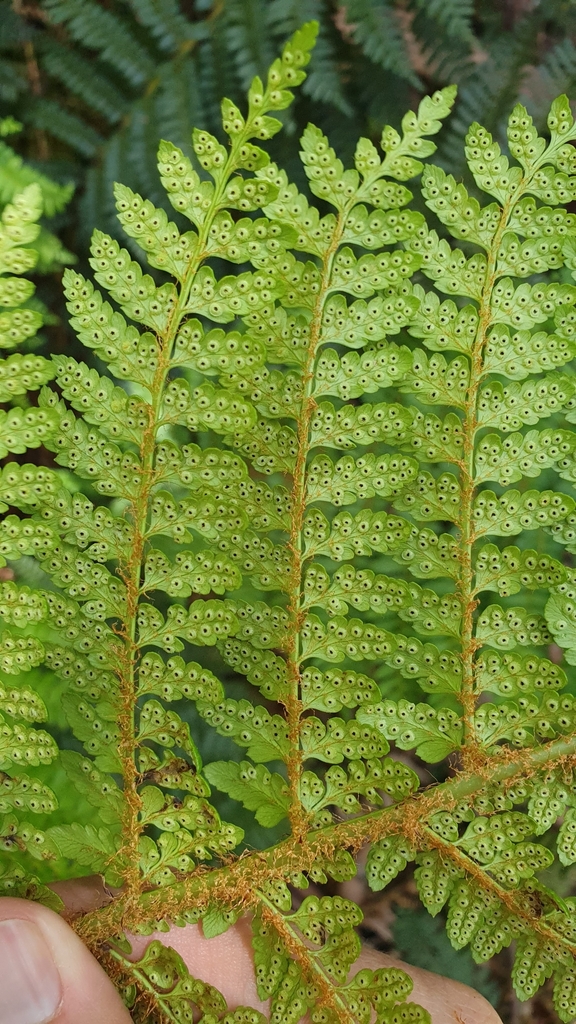 mother shield-fern from Cape Pillar TAS 7182, Australia on November 04 ...