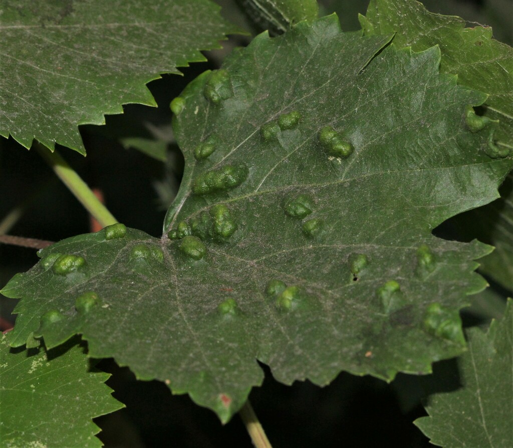Grape Erineum Mite from Blackberry Farm, Cupertino, CA, US on September ...