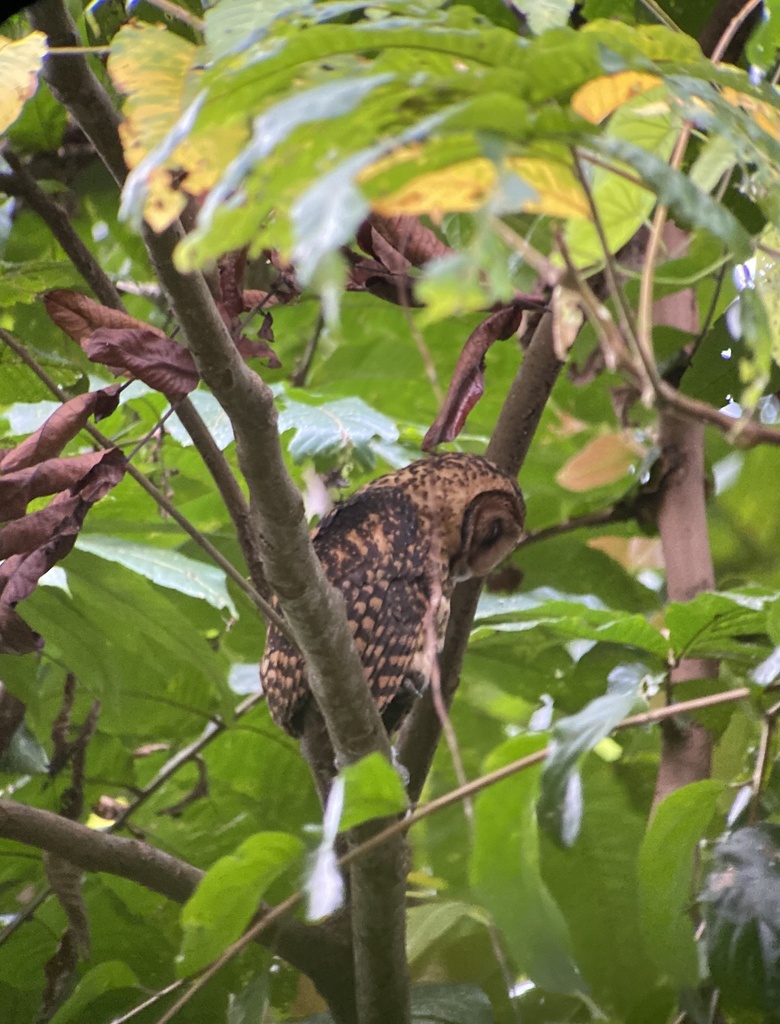 Golden Masked-Owl in September 2022 by tlaloc27 · iNaturalist