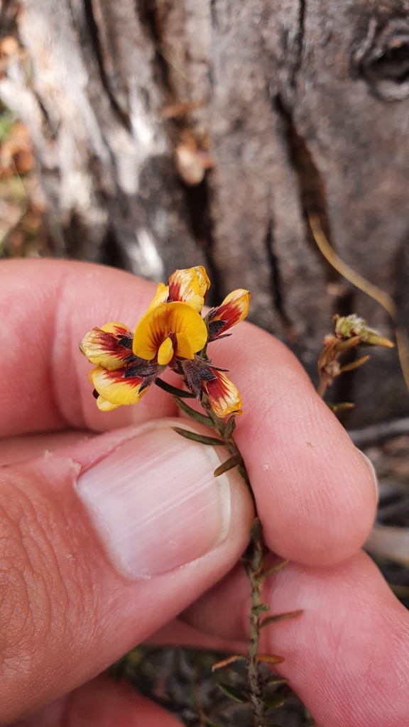 golden bush-pea from Cape Pillar TAS 7182, Australia on November 4 ...