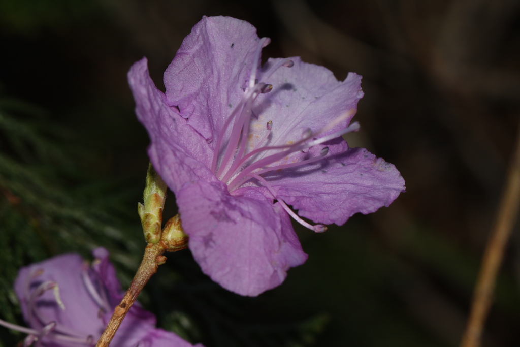 Rhododendron mucronulatum ciliatum from Mt. Hiko, Fukuoka, Japan on ...