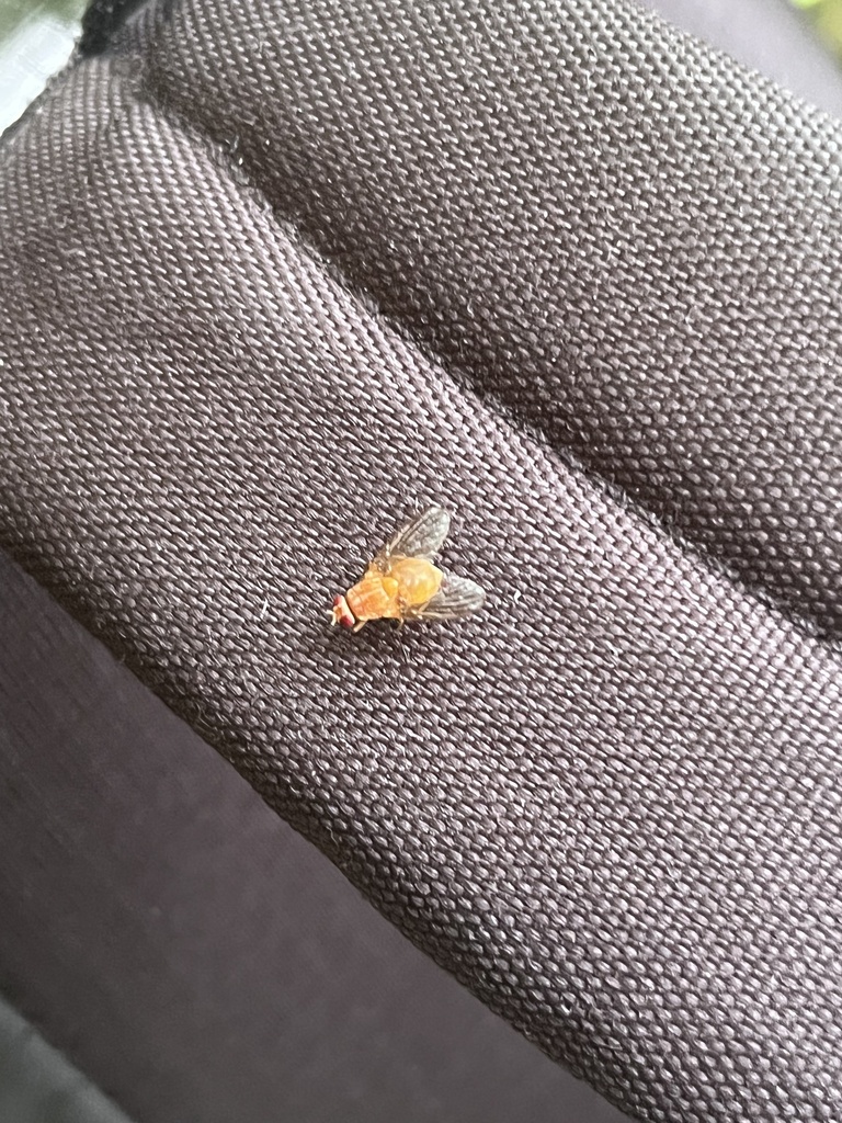 Calyptrate Flies from Vitosha, Boyana, Sofia, BG on September 2, 2022 ...