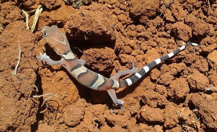 Colima Banded Gecko from Oaxaca, MX on July 29, 2015 at 01:44 PM by ...