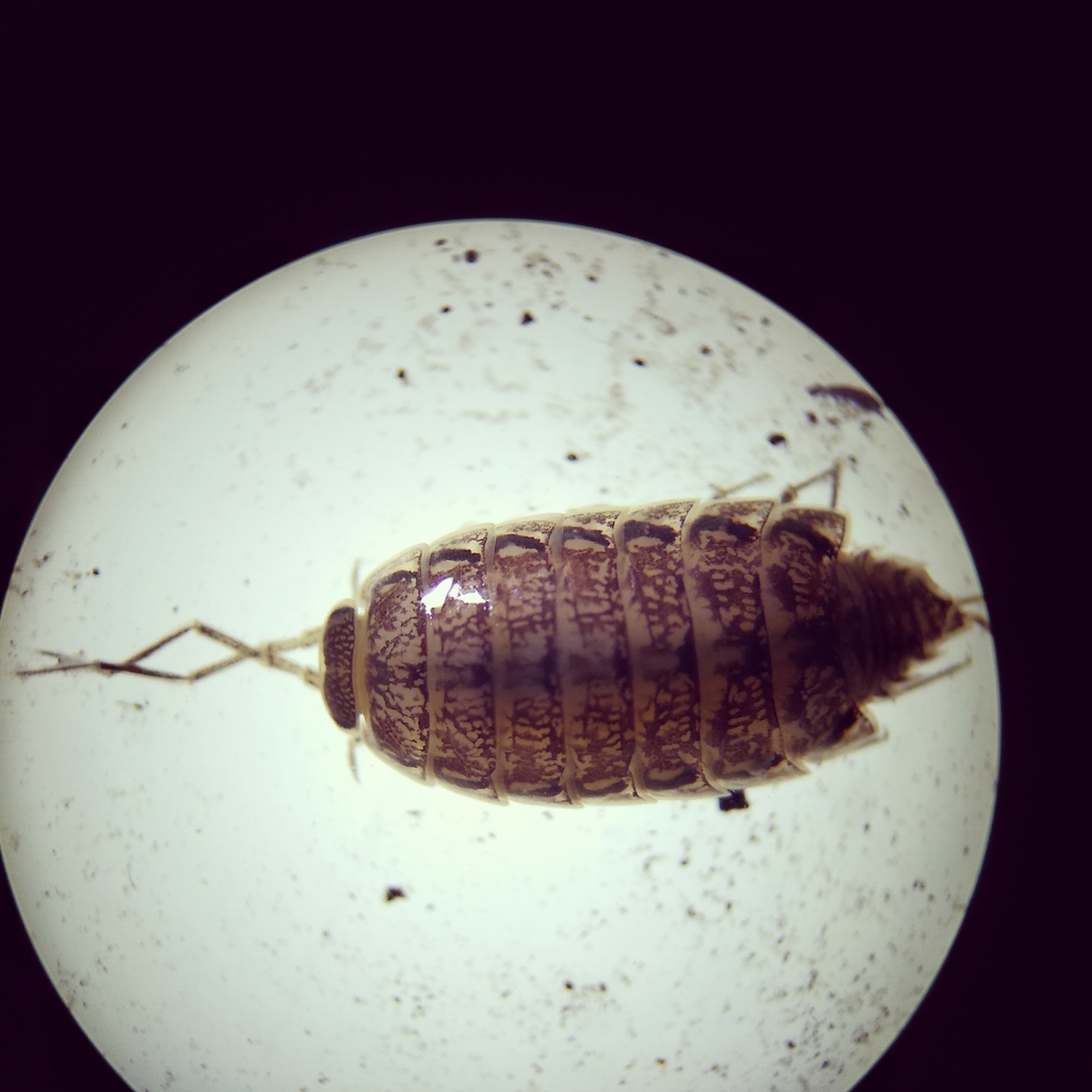 Philosciid Woodlice from La Pradera - Subachoque, Subachoque ...