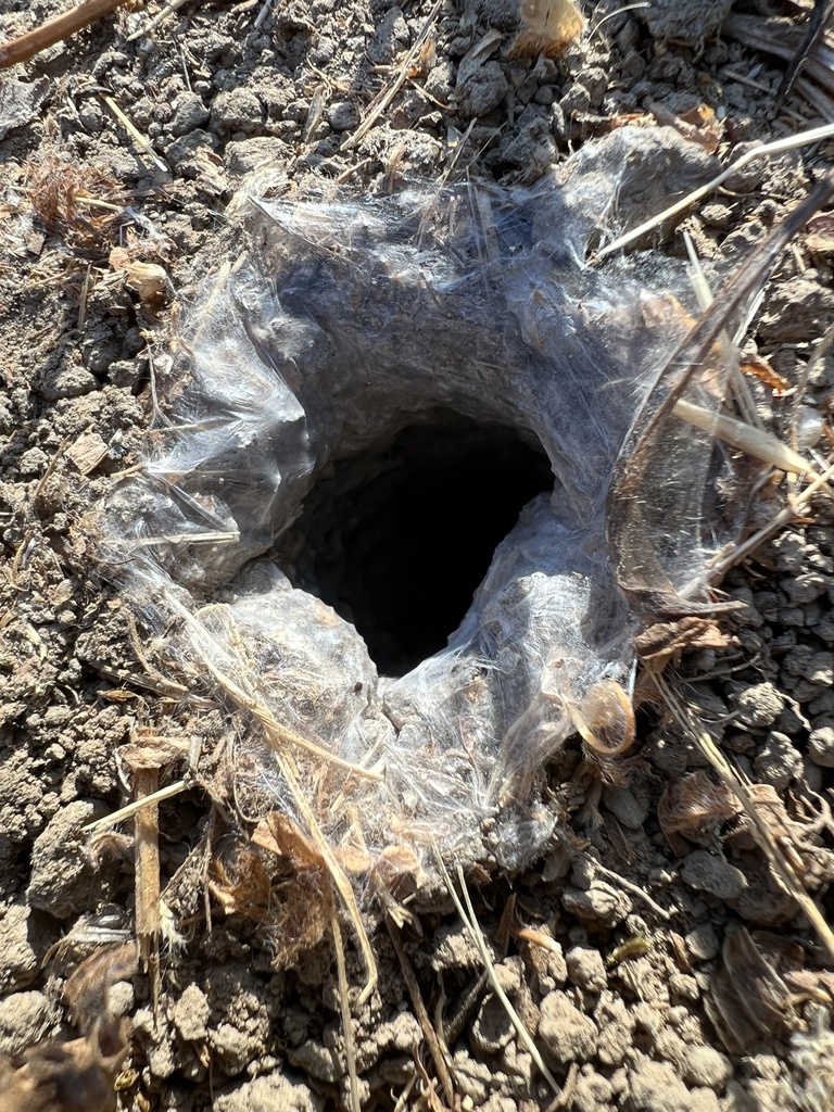 False Tarantula from Mill Creek Ln, Healdsburg, CA, US on September 4 ...