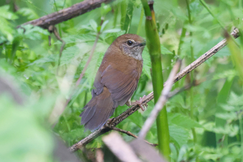Sichuan Bush Warbler (Locustella chengi) · iNaturalist