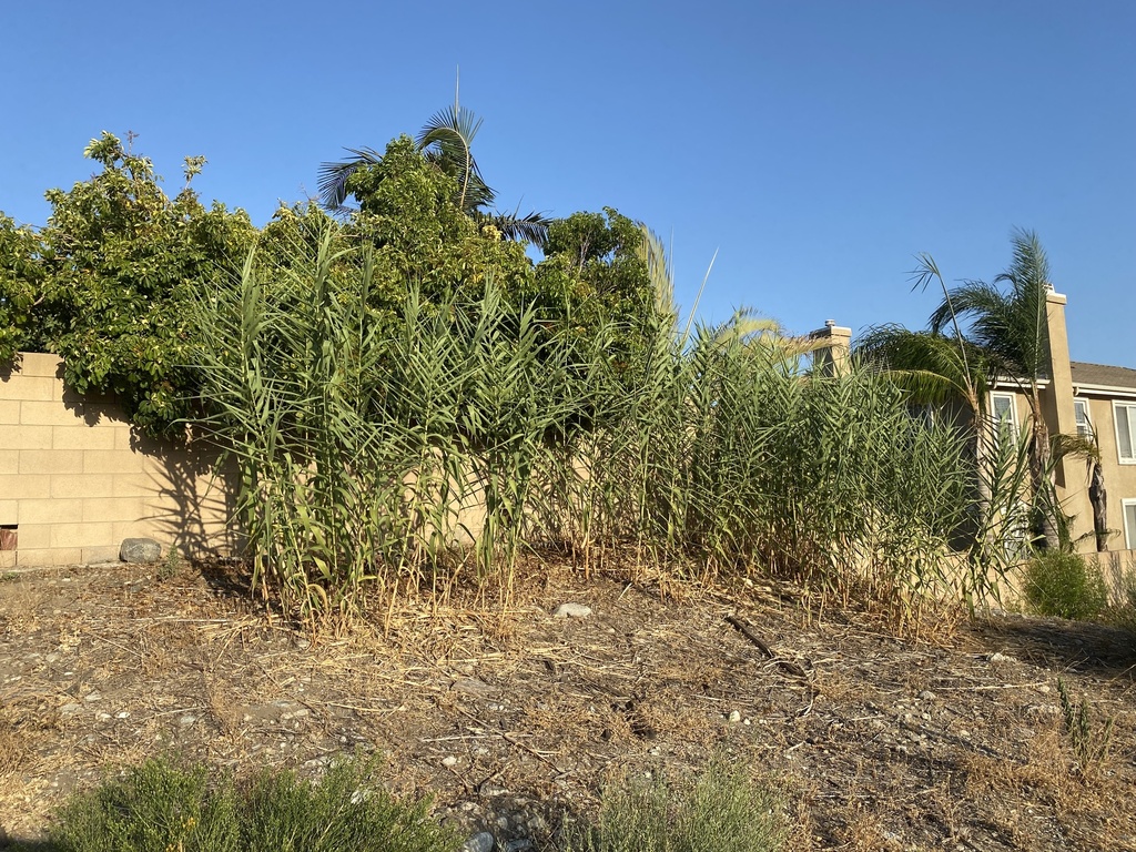 giant reed from Highgate Dr, Rancho Cucamonga, CA, US on September 3 ...