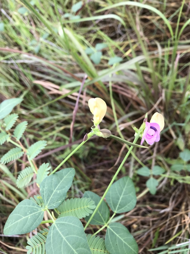 trailing fuzzy-bean from Galveston Island, Galveston, TX, US on ...
