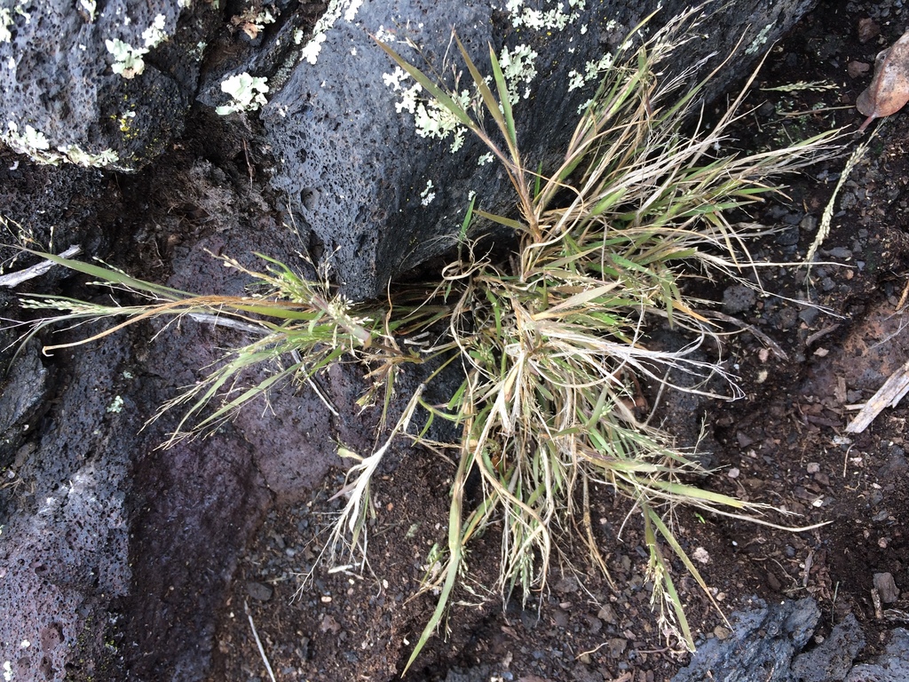 Panicum pellitum (Pohakuloa Training Area) · iNaturalist