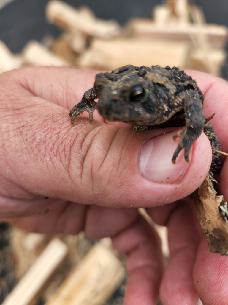 American Toad from Germantown, WI 53022, USA on September 04, 2022 at ...