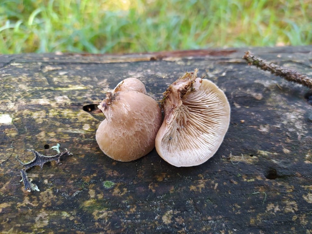Lentinellus vulpinus from Municipality of Raska, Serbia on September 4, 2022 at 09:46 AM by ...