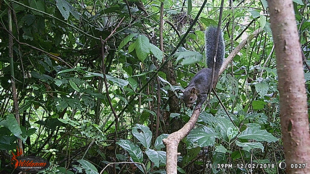 Deppe's Squirrel from Zapotitlán de Méndez, Pue., México on December 2 ...