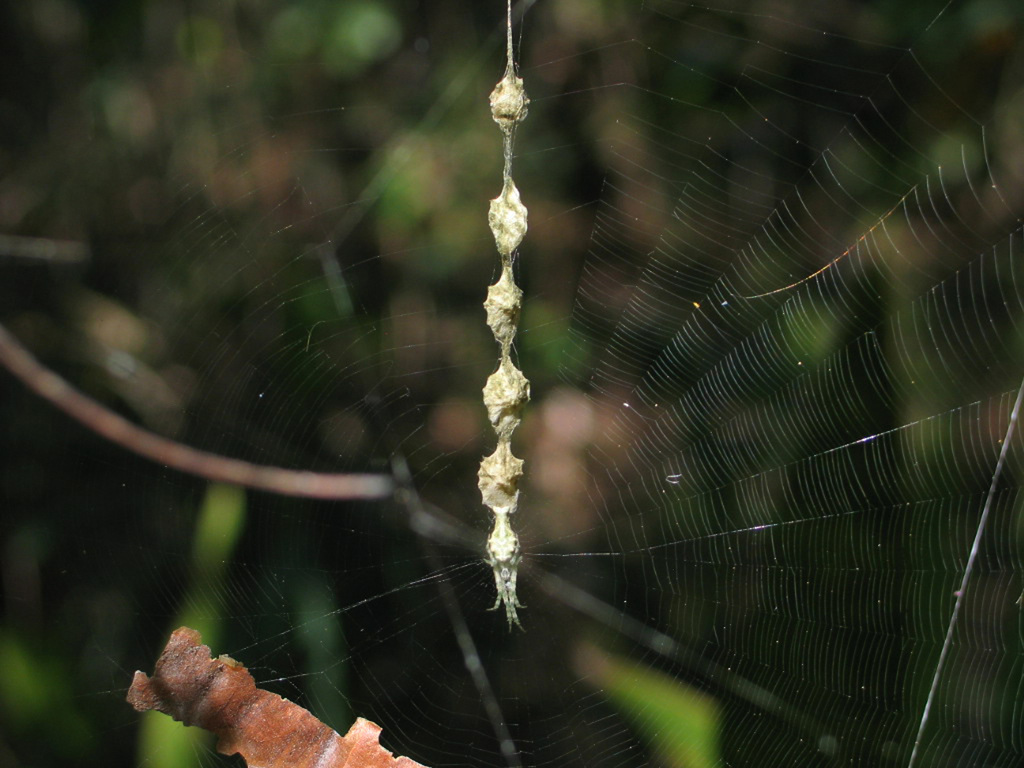 Bifurcate Trashline Orbweaver from Turtle Cove, Providenciales on ...