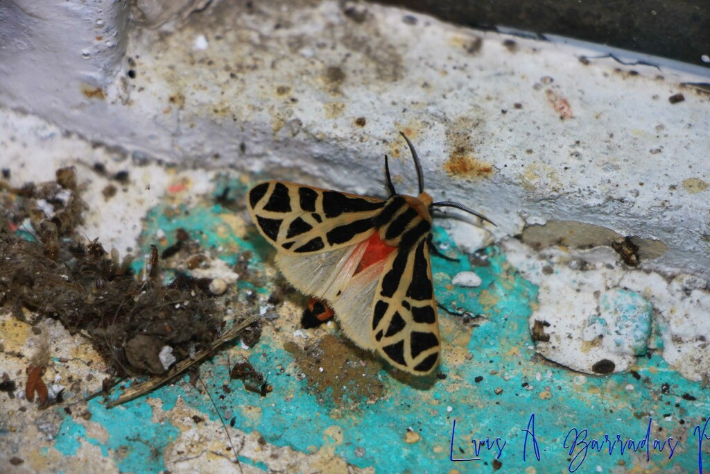Mexican Tiger Moth from Rancho El Sinaí, Piedra de Agua, Jilotepec, Ver ...