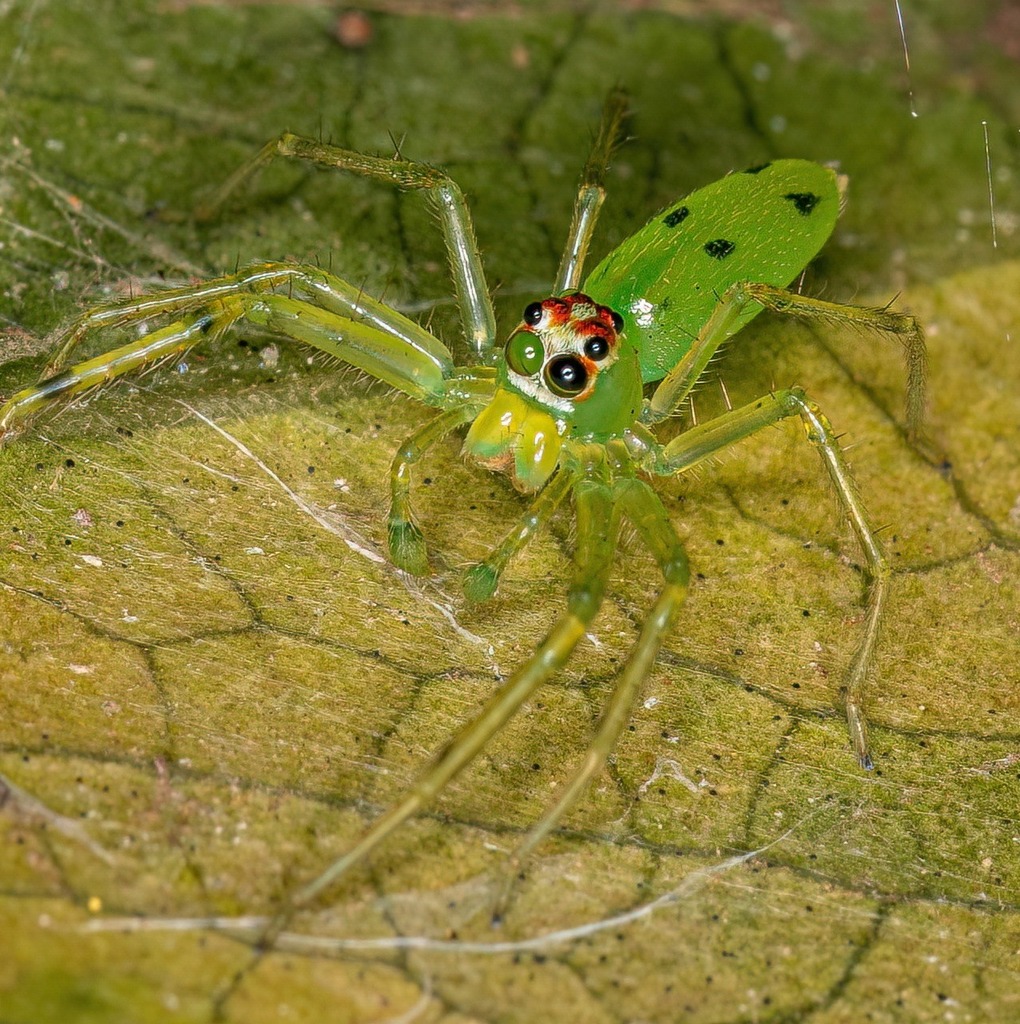 Translucent Green Jumping Spiders from Itajá - GO, 75815-000, Brasil on ...