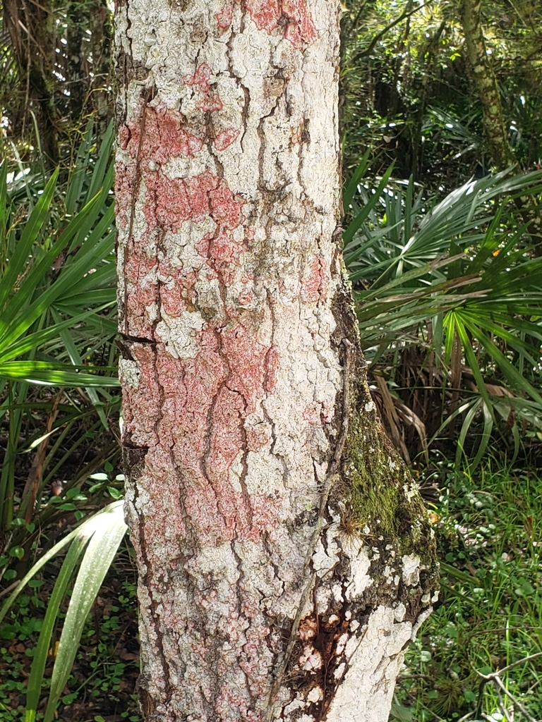 Christmas lichen from Lettuce Lake Park on September 03, 2022 at 11:15 ...
