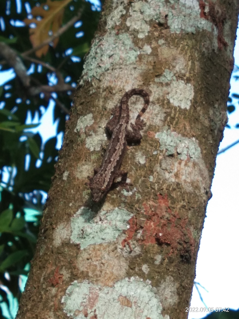Flat-tailed House Gecko from Kahuripan, Tawang, Tasikmalaya Regency ...