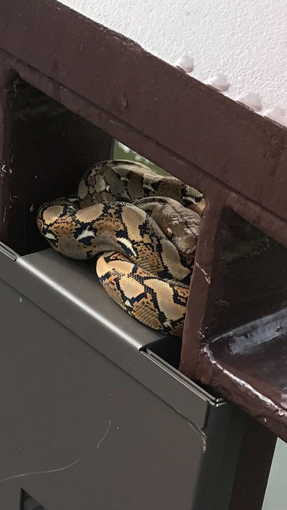 Reticulated Python from Pasir Ris Park, SG on September 05, 2022 at 09: ...