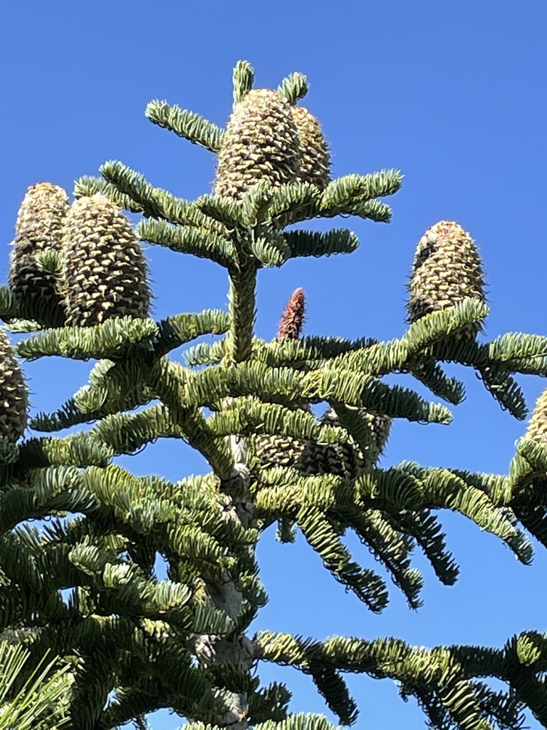 Shasta Red Fir from Rogue River-Siskiyou National Forest, Gasquet, CA ...