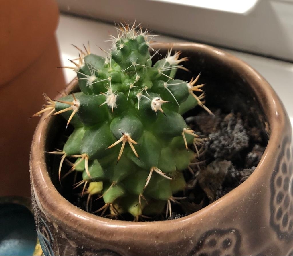 Coryphantha octacantha by Juan Carlos Matiz · iNaturalist