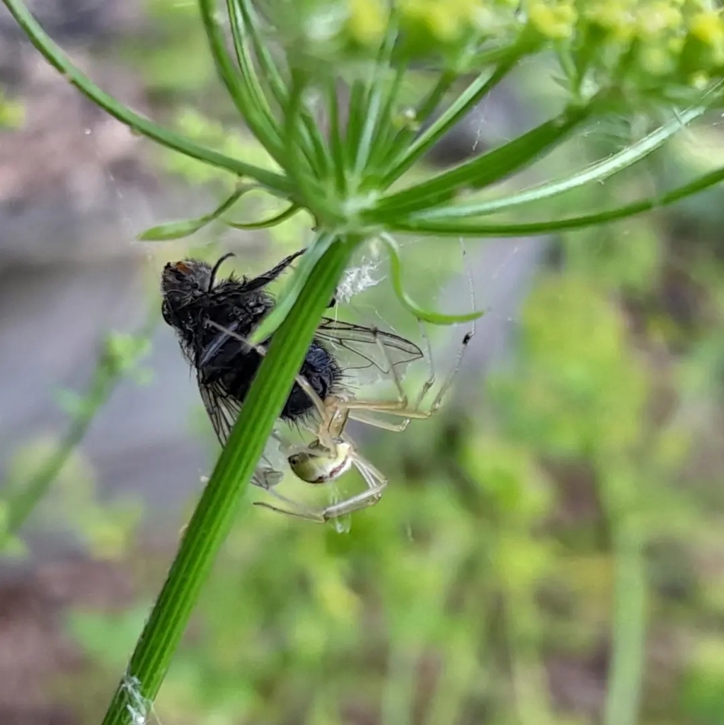 Common candy-striped spider from Cully Association Of Neighbors ...