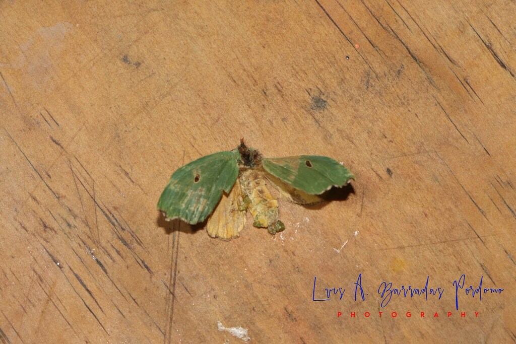 Rosema from Rancho El sinaí- Jilotepec, Ver., México on August 25, 2022 ...