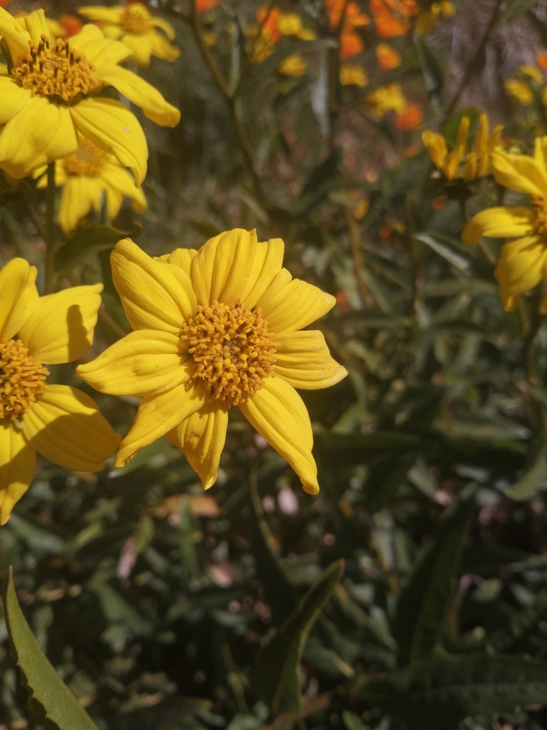 Flourensia thurifera from Tiltil, Región Metropolitana, Chile on ...